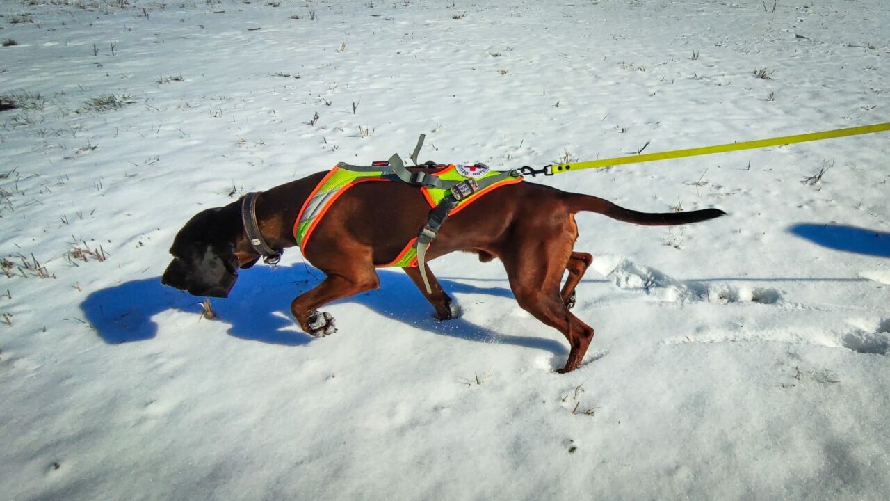 Mantrailing Kurs mit Prüfung - Linda Spahlinger